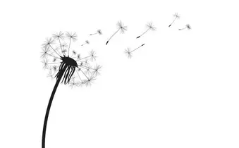 Die Pusteblume | Unterrichtsmaterialien bei eduki.com